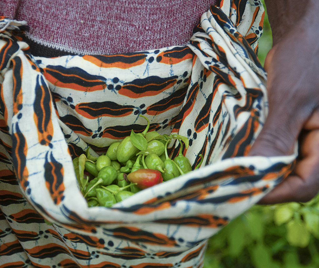 New program to help strengthen agriculture-led economic growth in ...