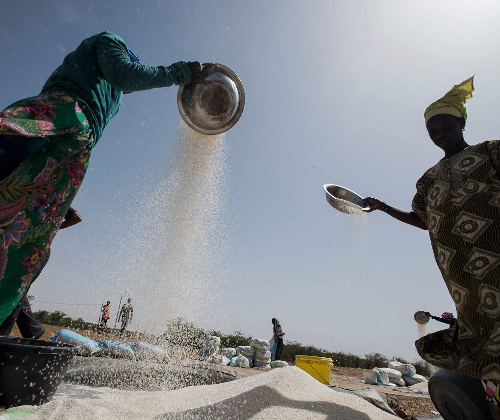 RTI to lead Feed the Future Senegal value chain services activity | RTI